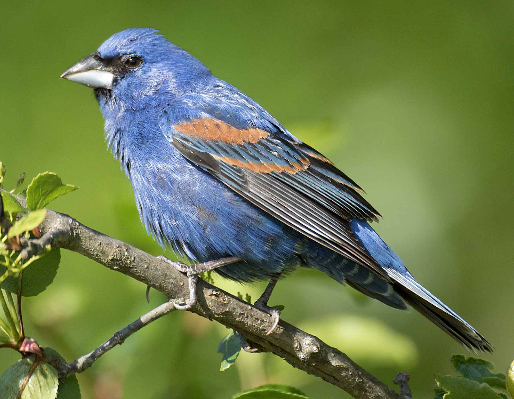 Types Of Blue Birds: Top 7 in North America - BirdingHub