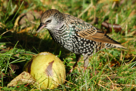 What Do Starlings Eat: Diet and Feeding Habits - BirdingHub