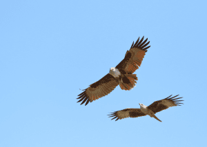 What is a Group of Hawks Called? Let's Figure Out Hawk Lingo! - BirdingHub