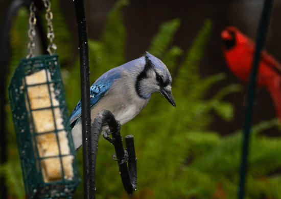 Cardinal vs Blue Jay: A Comparison of Two Iconic Birds - BirdingHub