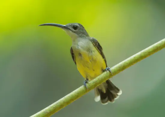 Small Birds With Long Beaks: 14 Common Species - BirdingHub