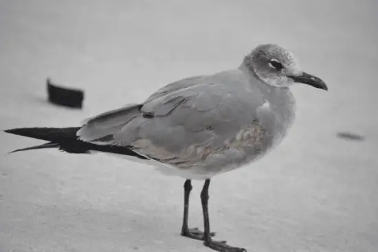 15 Grey Birds of North America (Facts & Photos) - BirdingHub
