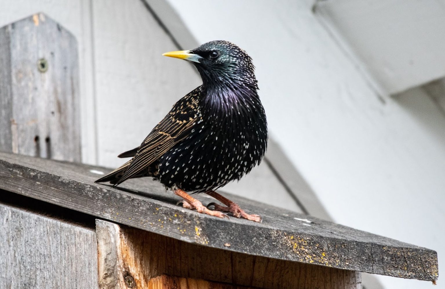 Baby Starling: Here's All You Need To Know - BirdingHub