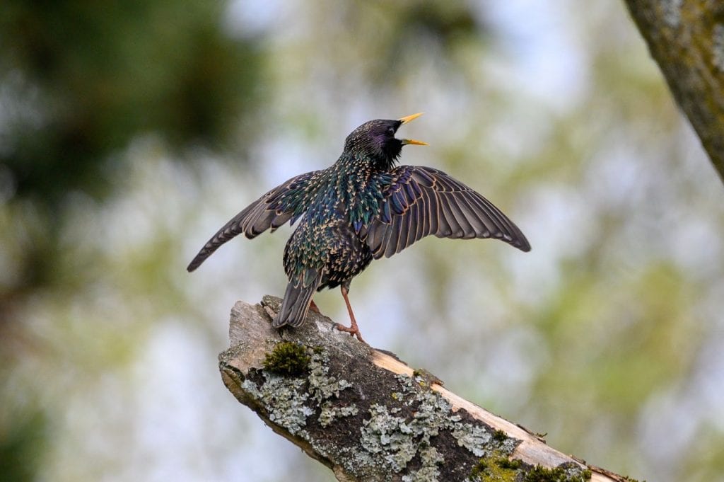 Baby Starling: Here's All You Need To Know - BirdingHub
