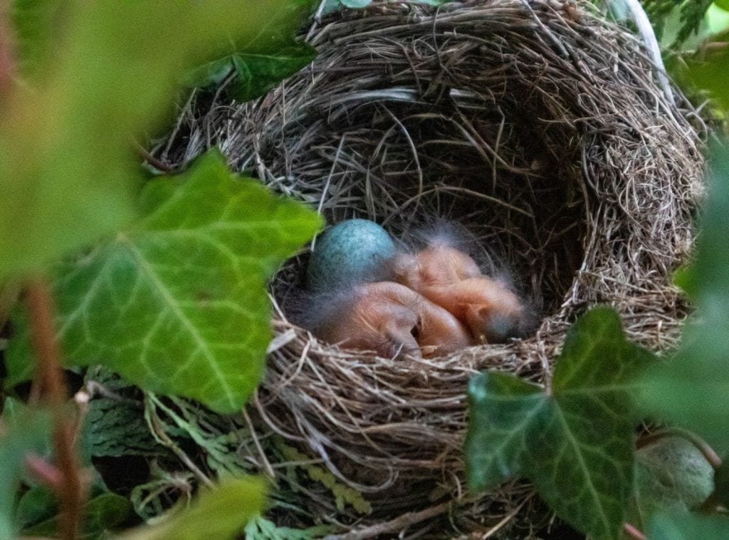 Baby Starling: Here's All You Need To Know - BirdingHub