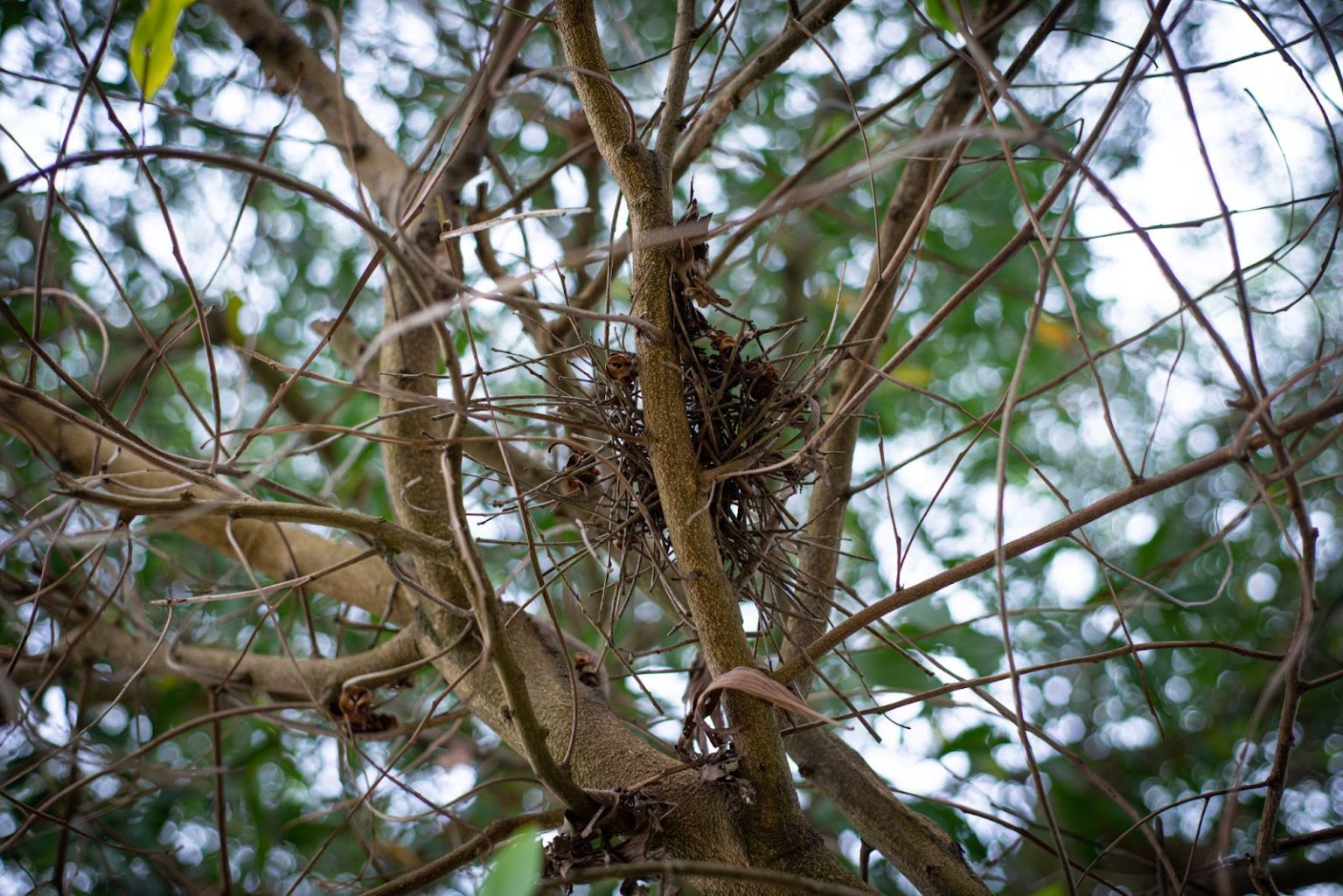 Baby Starling: Here's All You Need To Know - BirdingHub