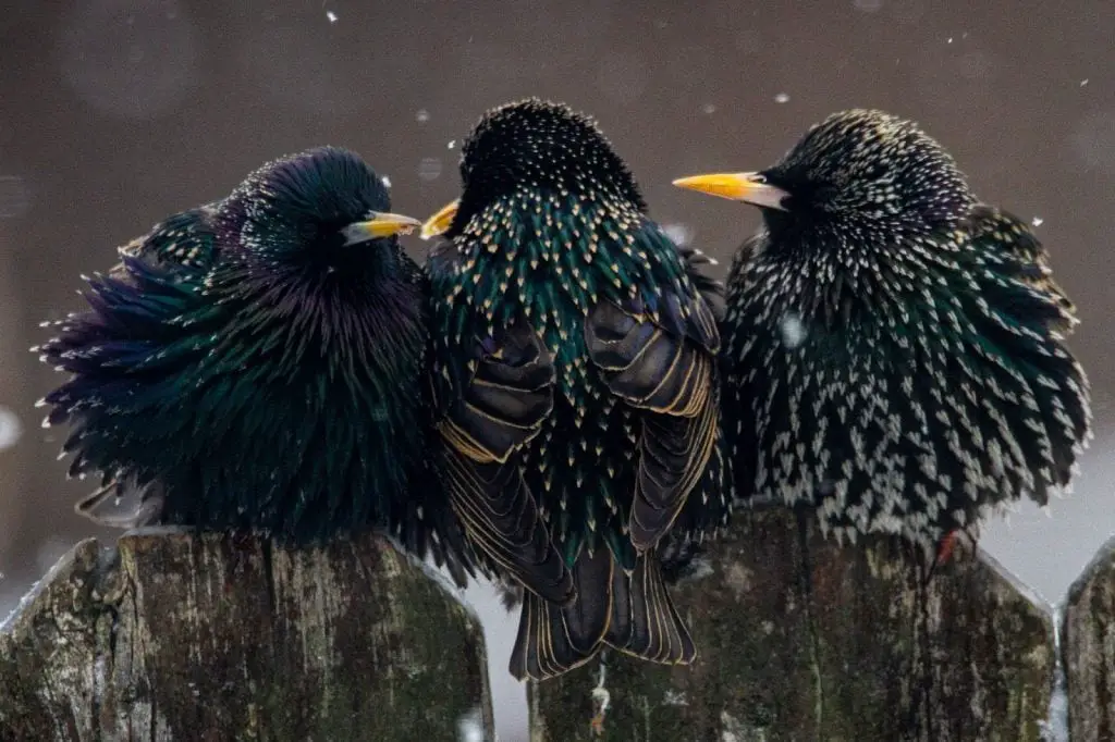 Baby Starling: Here's All You Need To Know - BirdingHub