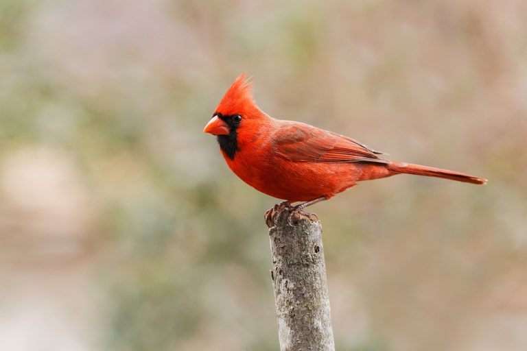 14 Birds with Red Beaks: Species and Facts (With Photos) - BirdingHub