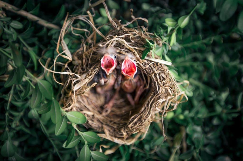 Baby Starling: Here's All You Need To Know - BirdingHub