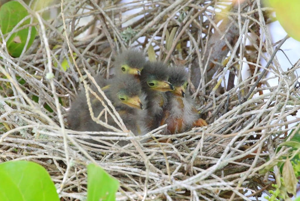 Baby Starling: Here's All You Need To Know - BirdingHub
