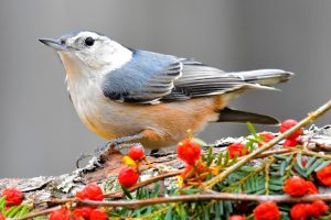 15 Grey Birds of North America (Facts & Photos) - BirdingHub