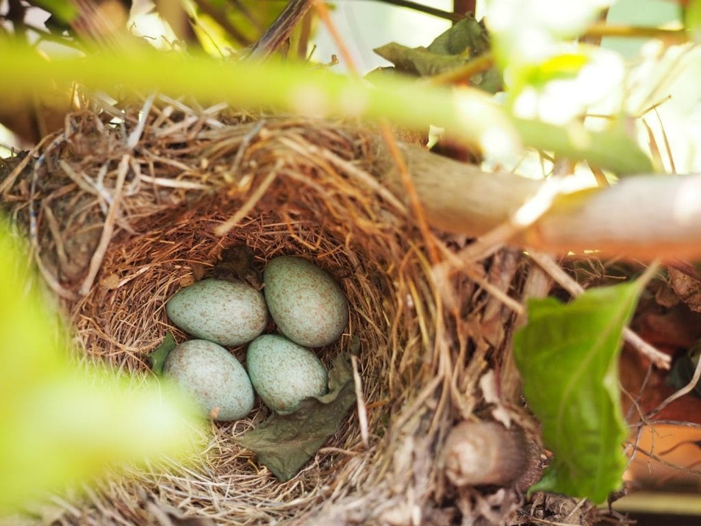 Baby Starling: Here's All You Need To Know - BirdingHub