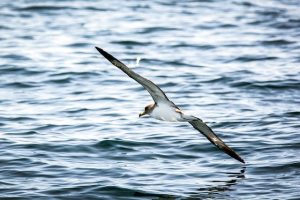 10 Birds That Swim Underwater (With Pictures) - BirdingHub
