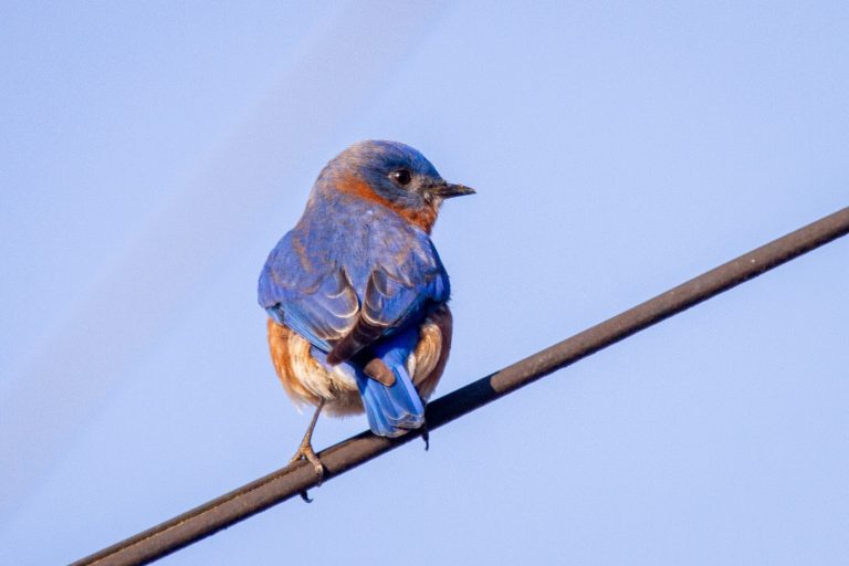 Blue Bird: The Meaning When You See One - BirdingHub