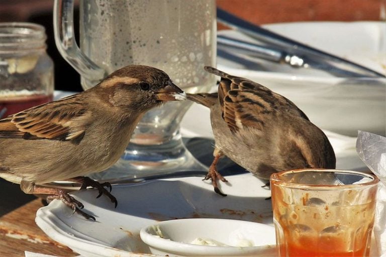 Sparrow vs. Chickadee: Their Delightful Differences - BirdingHub