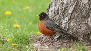 Oriole vs Robin: Comparing Two Iconic Bird Species - BirdingHub