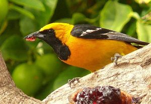 Oriole vs Robin: Comparing Two Iconic Bird Species - BirdingHub