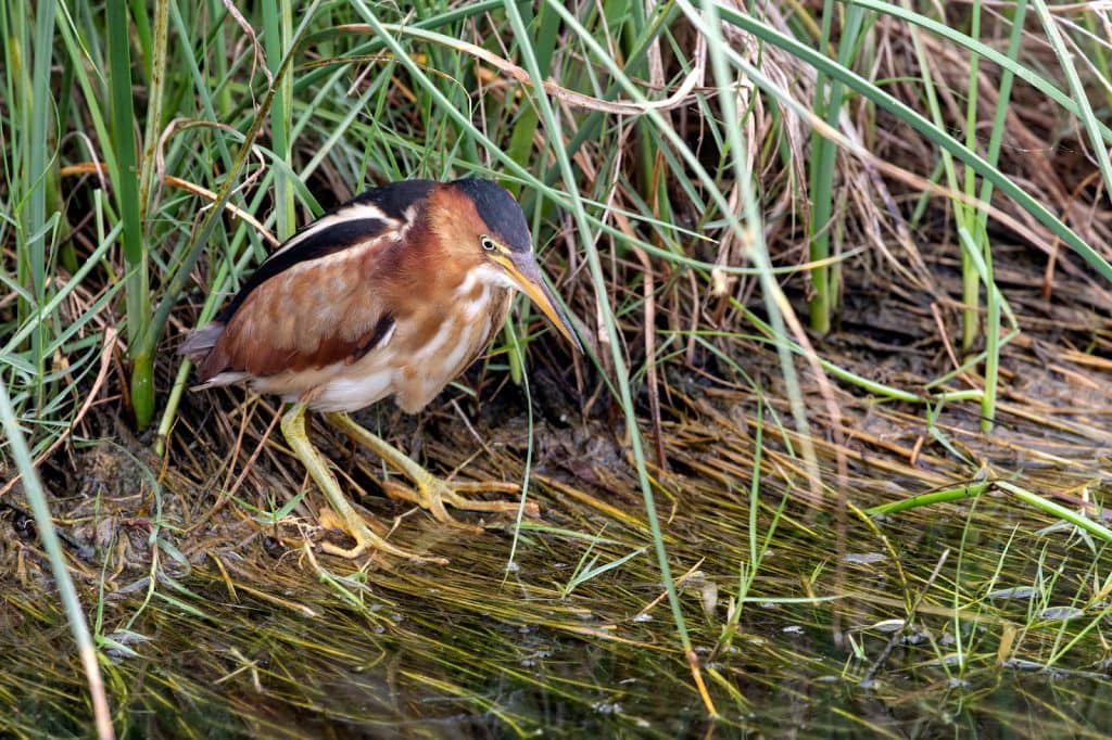 26 Birds with Long Legs: Pics & Facts - BirdingHub
