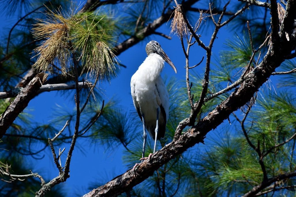 26 Birds with Long Legs: Pics & Facts - BirdingHub