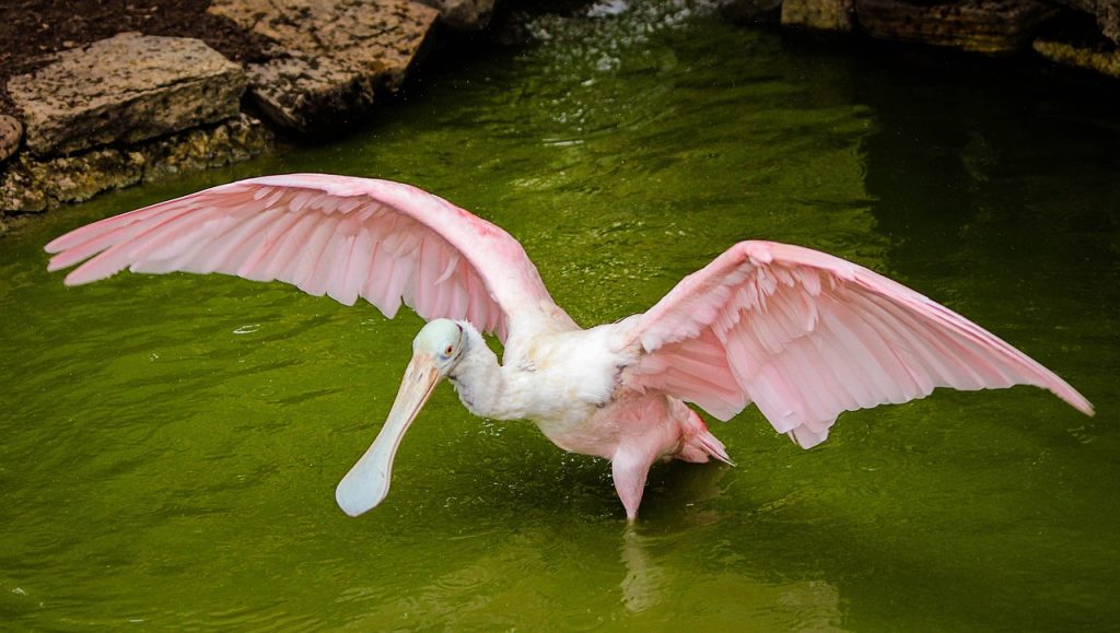 26 Birds with Long Legs: Pics & Facts - BirdingHub