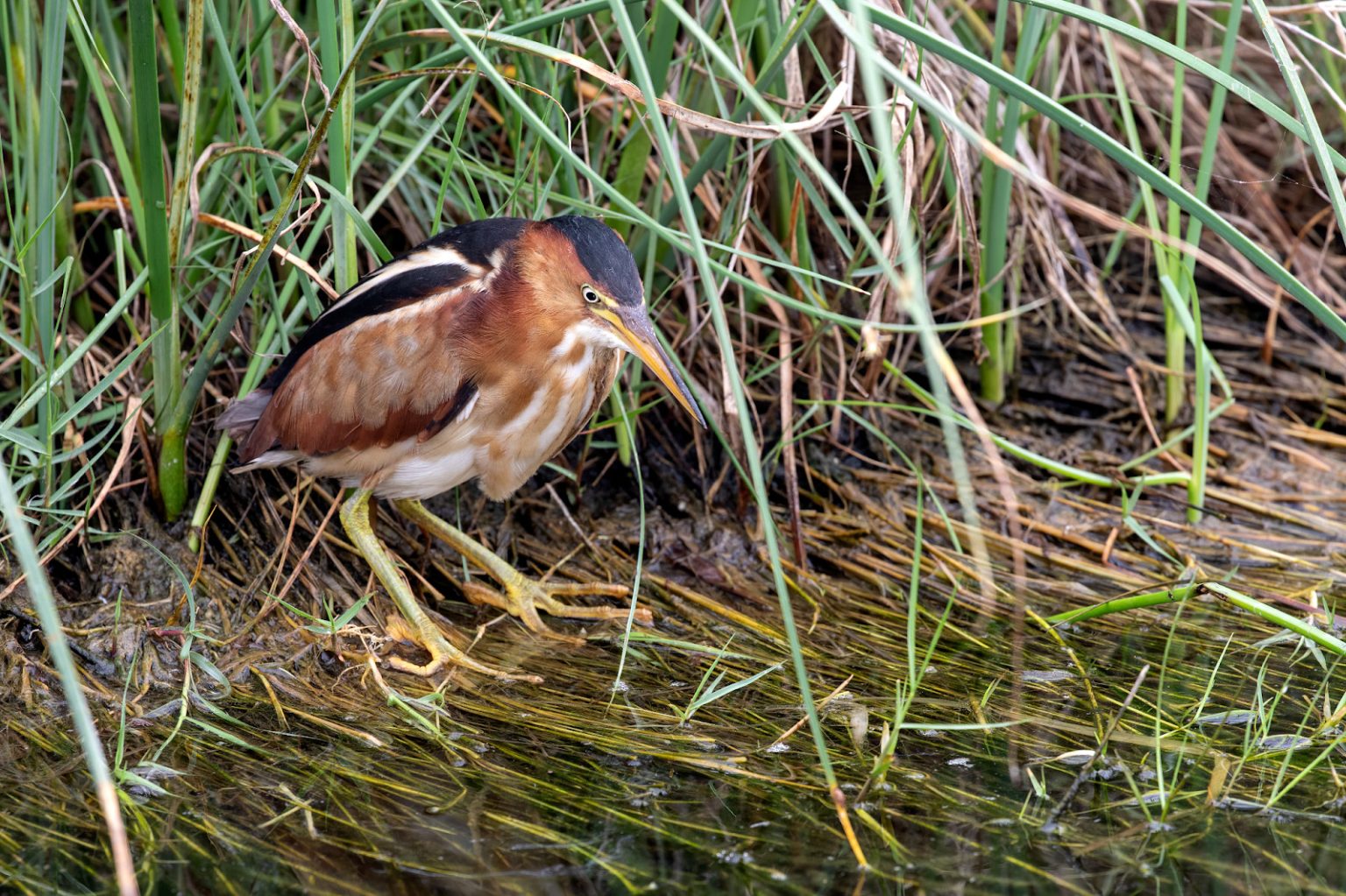 26 Birds with Long Legs: Pics & Facts - BirdingHub