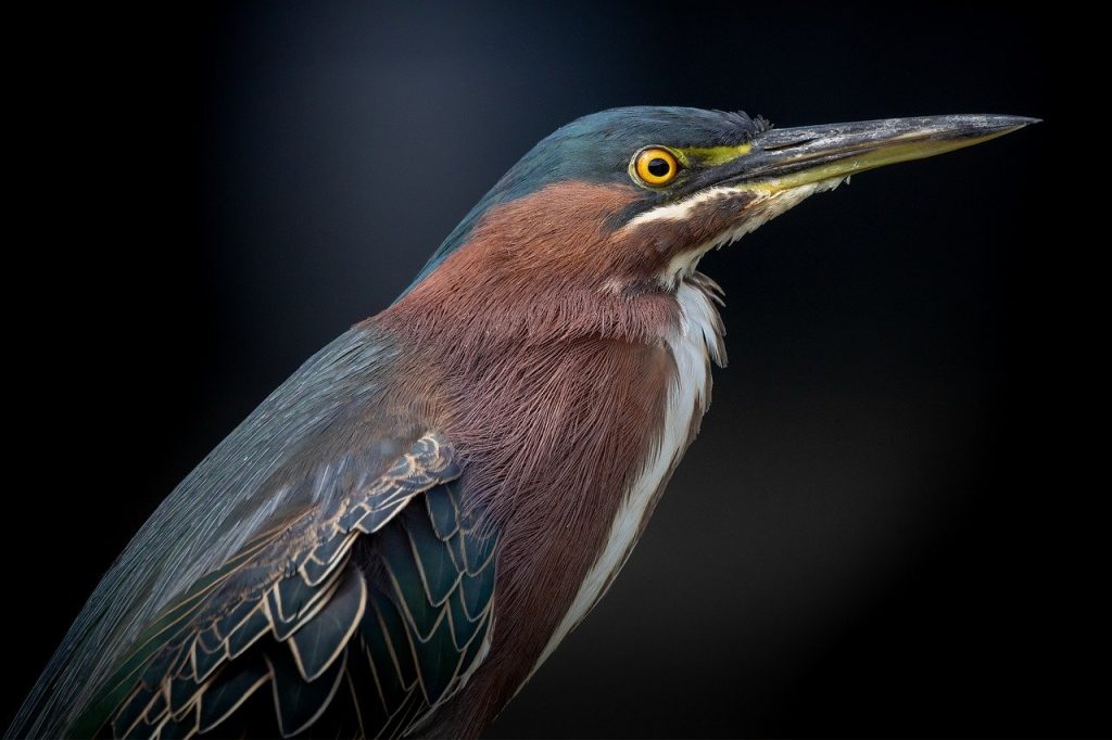 26 Birds with Long Legs: Pics & Facts - BirdingHub