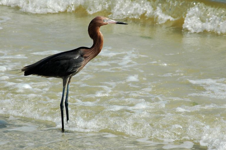 26 Birds with Long Legs: Pics & Facts - BirdingHub