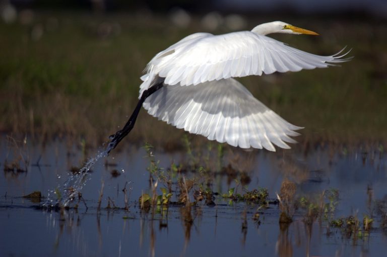 26 Birds with Long Legs: Pics & Facts - BirdingHub