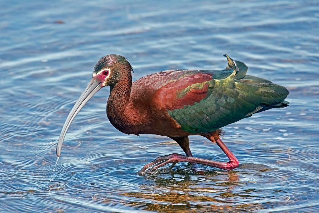 26 Birds with Long Legs: Pics & Facts - BirdingHub