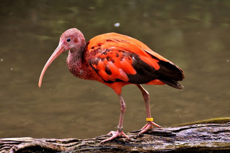 26 Birds with Long Legs: Pics & Facts - BirdingHub