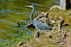 26 Birds with Long Legs: Pics & Facts - BirdingHub