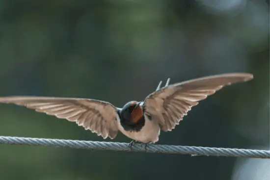 Swallow Bird Meaning & Symbolism in Different Cultures - BirdingHub