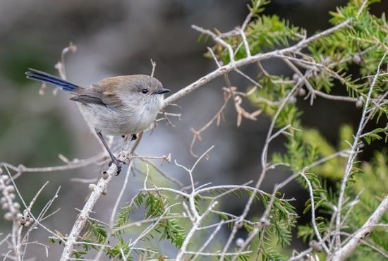 Wren Meaning and Symbolism (Totem, Spirit and Omen) - BirdingHub