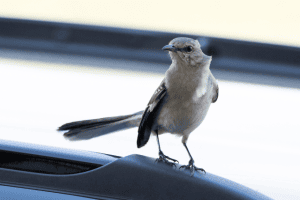 Mockingbird Meaning in Human Cultures - BirdingHub
