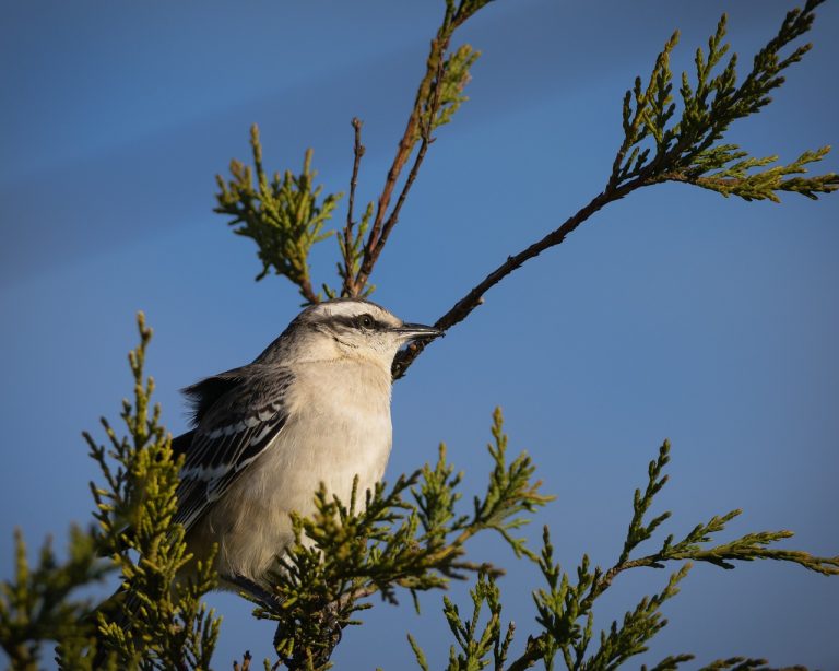 Mockingbird Meaning in Human Cultures - BirdingHub