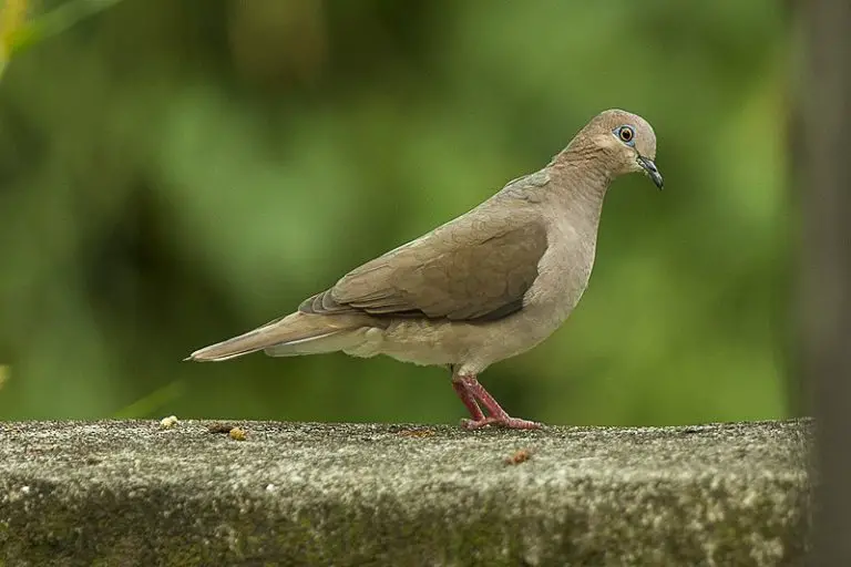 8 Dove Species in North America (Pics and Facts in Details - BirdingHub