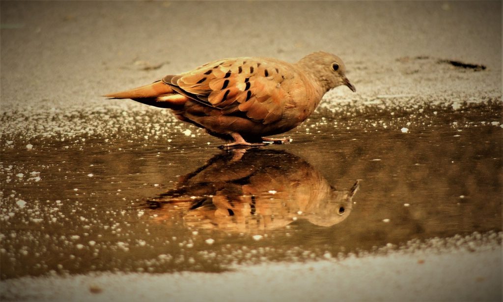 8 Dove Species in North America (Pics and Facts in Details - BirdingHub