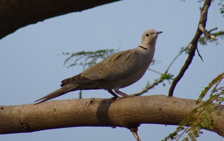 8 Dove Species in North America (Pics and Facts in Details - BirdingHub