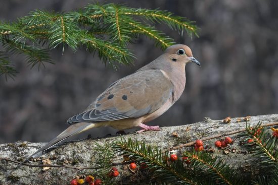 Mourning Dove Symbolism: A Soothing Embrace Amidst Grief - BirdingHub