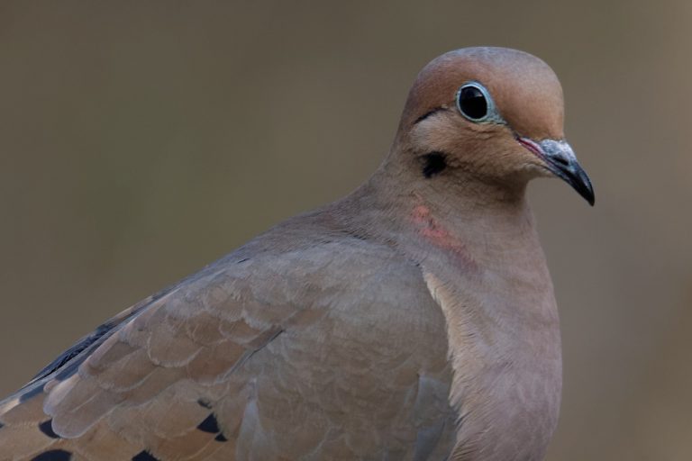 8 Dove Species in North America (Pics and Facts in Details - BirdingHub