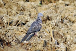 8 Dove Species in North America (Pics and Facts in Details - BirdingHub