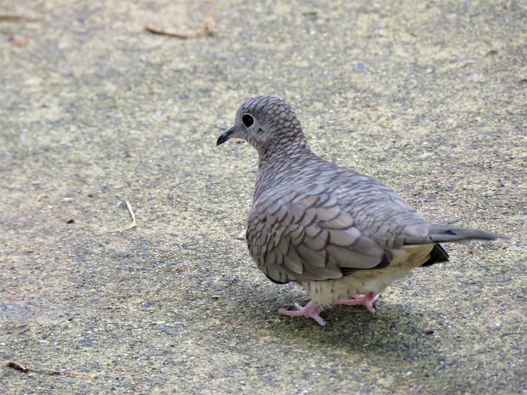 8 Dove Species in North America (Pics and Facts in Details - BirdingHub