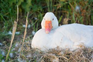 When Do Geese Lay Eggs: Understanding Their Breeding Season - BirdingHub